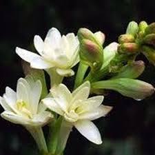 3 paquete de Nardo Pedido Especial CDMX