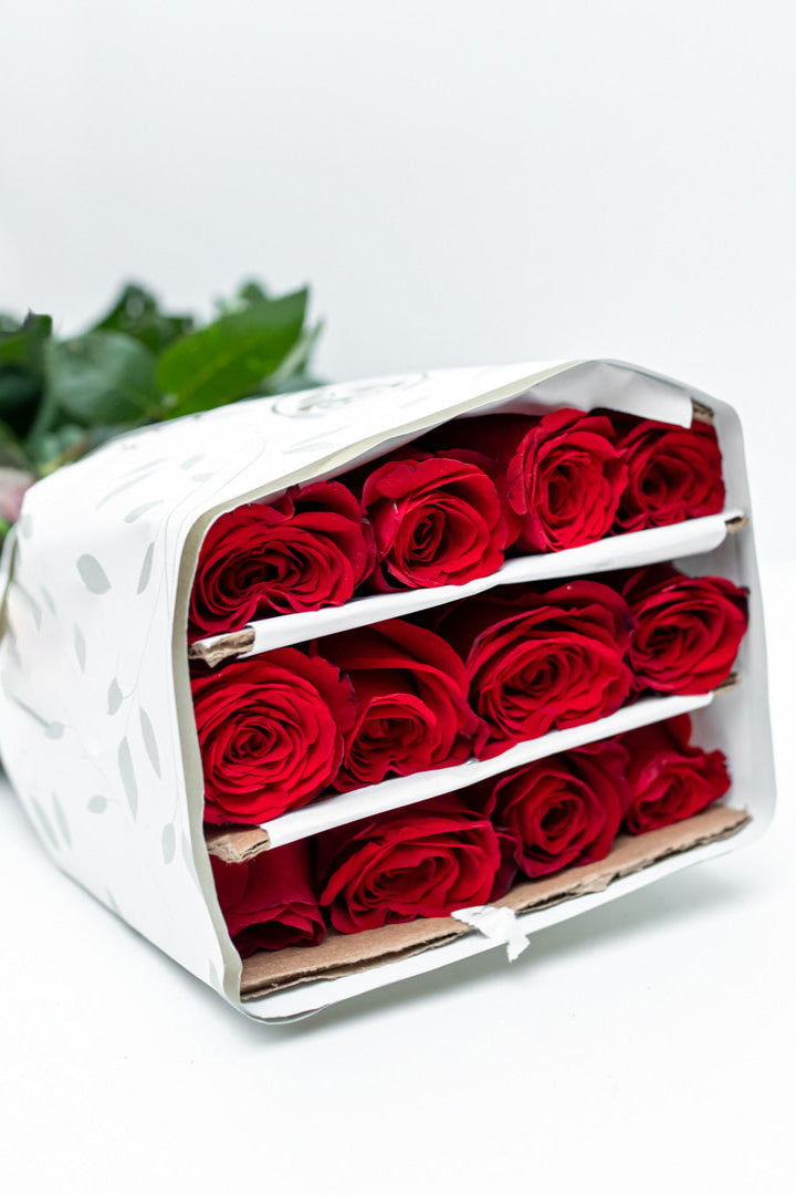 Paquete de 24 Rosas Rojas (Freedom)